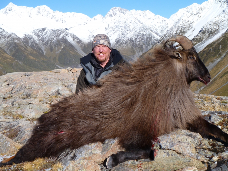 free-range-tahr-hemitragus-jemlahicus-00031 : Four Seasons Safaris New ... free-range-tahr-hemitragus-jemlahicus-00031 : Four Seasons Safaris New ...