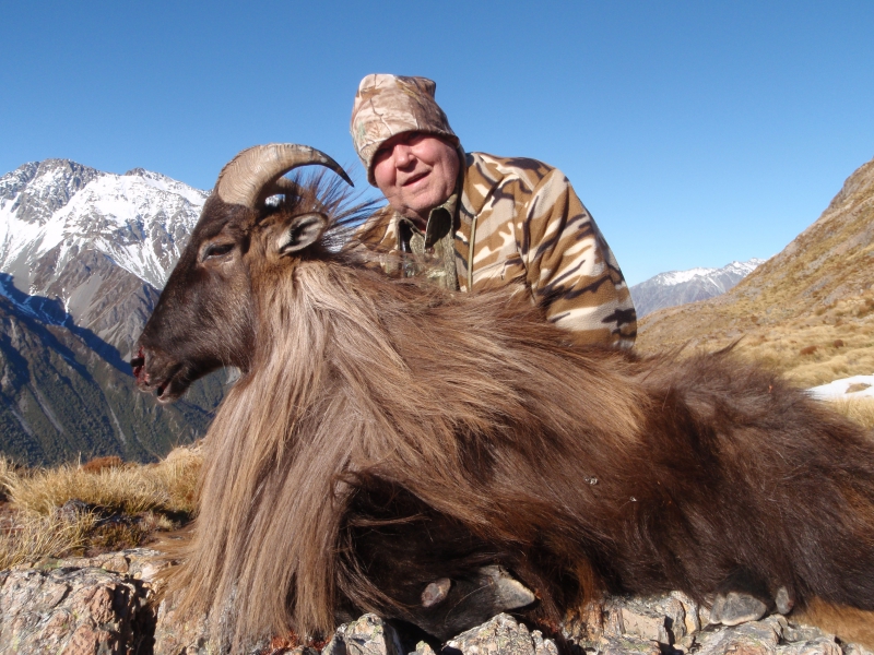 free-range-tahr-hemitragus-jemlahicus-00046 : Four Seasons Safaris New ... free-range-tahr-hemitragus-jemlahicus-00046 : Four Seasons Safaris New ...