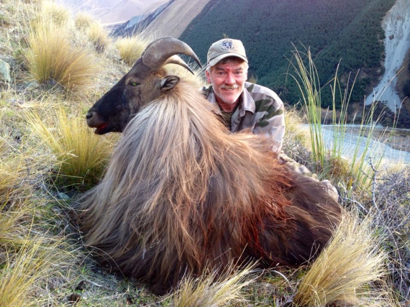 free-range-tahr-hemitragus-jemlahicus-00062 : Four Seasons Safaris New ... free-range-tahr-hemitragus-jemlahicus-00062 : Four Seasons Safaris New ...