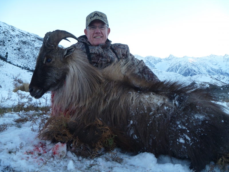 free-range-tahr-hemitragus-jemlahicus-00072 : Four Seasons Safaris New ... free-range-tahr-hemitragus-jemlahicus-00072 : Four Seasons Safaris New ...