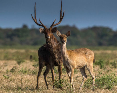 Trophy Hunting : Four Seasons Safaris New Zealand