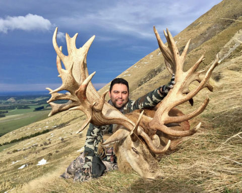 450+Red-Stag-south-pacific : Four Seasons Safaris New Zealand