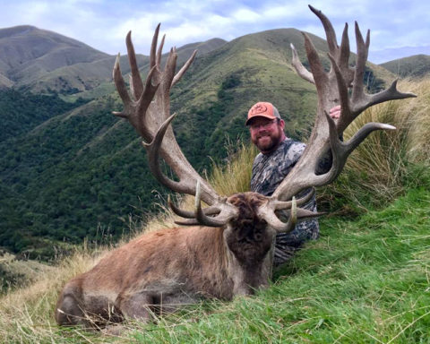 Red Stag : Four Seasons Safaris New Zealand
