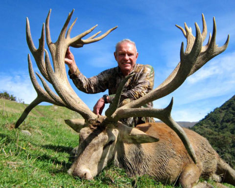 Red Stag : Four Seasons Safaris New Zealand