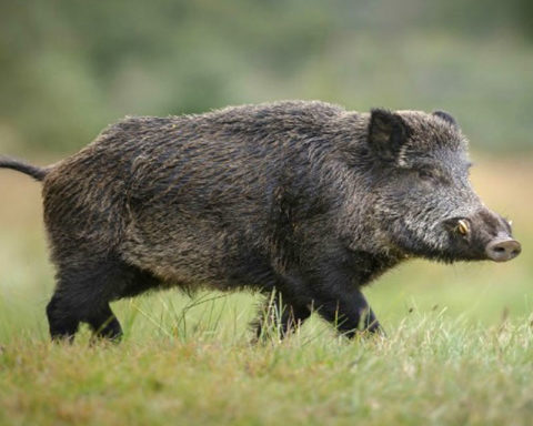 Trophy Hunting : Four Seasons Safaris New Zealand