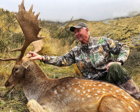 Fallow Deer : Four Seasons Safaris New Zealand