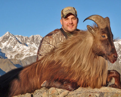 Tahr : Four Seasons Safaris New Zealand
