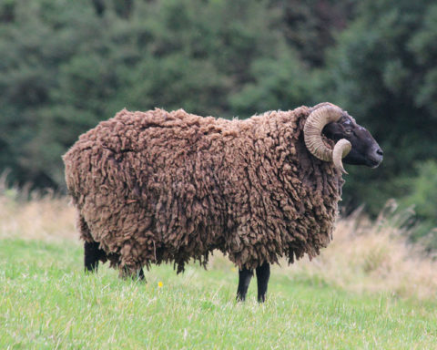 Trophy Hunting : Four Seasons Safaris New Zealand