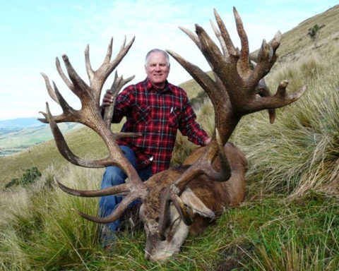 Red Stag : Four Seasons Safaris New Zealand