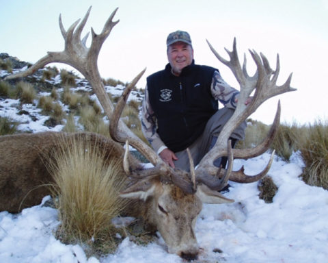 450+Red-Stag-Swazi : Four Seasons Safaris New Zealand