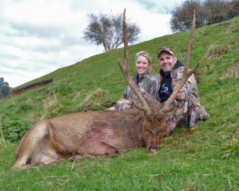 Rusa Deer : Four Seasons Safaris New Zealand