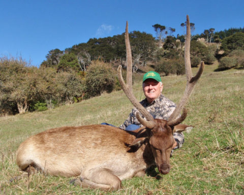 Rusa Deer : Four Seasons Safaris New Zealand