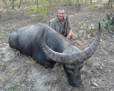 Water Buffalo : Four Seasons Safaris New Zealand