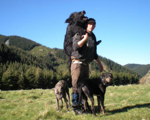 Wild Boar : Four Seasons Safaris New Zealand