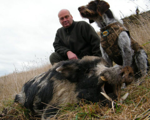 Wild Boar : Four Seasons Safaris New Zealand