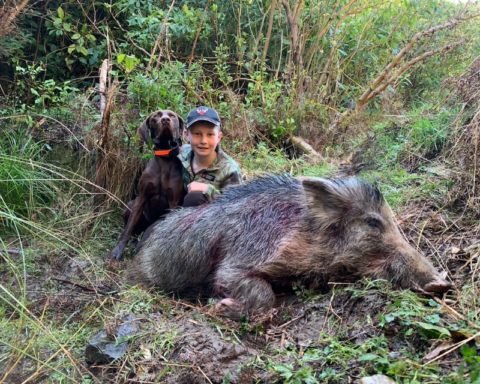Wild Boar : Four Seasons Safaris New Zealand