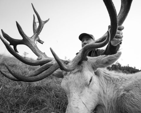 White Stag : Four Seasons Safaris New Zealand