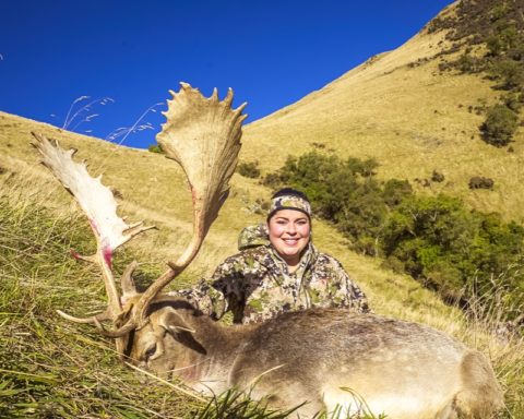 Fallow Deer : Four Seasons Safaris New Zealand