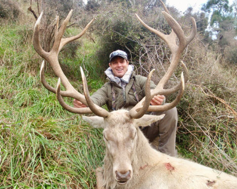 White Stag : Four Seasons Safaris New Zealand