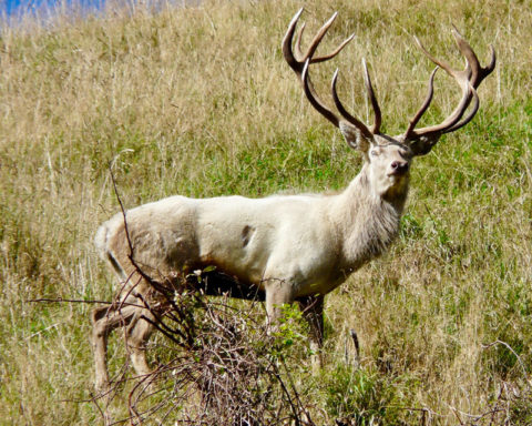 White Stag : Four Seasons Safaris New Zealand