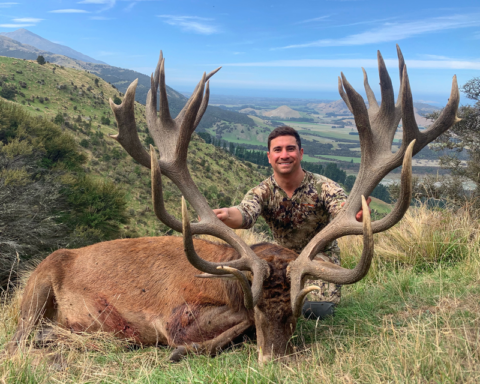 Red Stag : Four Seasons Safaris New Zealand