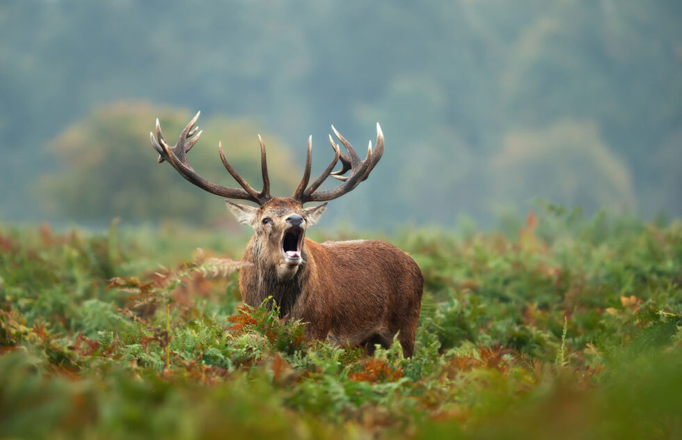 Why New Zealand Is The Best Destination For Trophy Red Stag Hunts ...